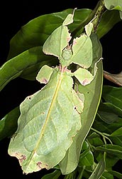 Phyllium giganteum - Monaco Nature Encyclopedia