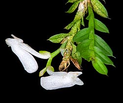Podochilus serpyllifolius - Monaco Nature Encyclopedia