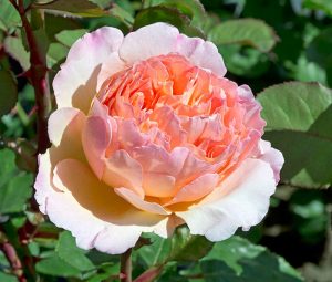 Rosa ‘Princesse Charlène de Monaco’ - Monaco Nature Encyclopedia