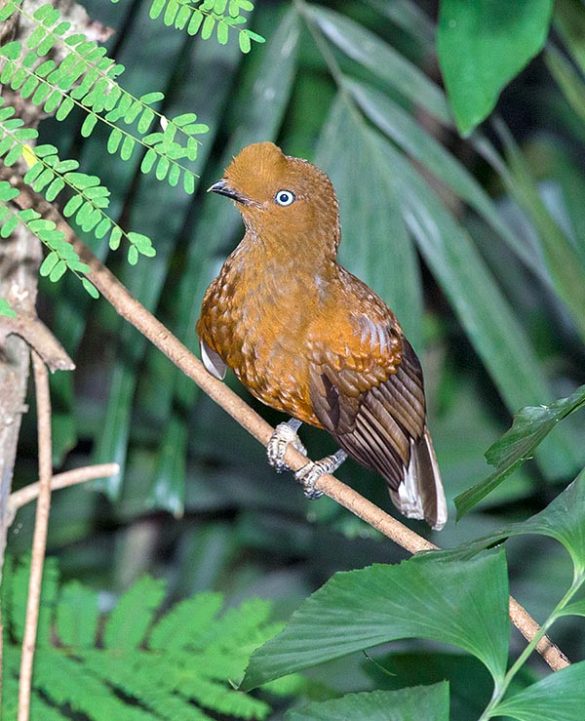 Rupicola peruvianus - Monaco Nature Encyclopedia