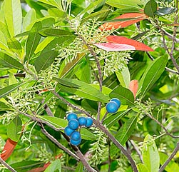 Elaeocarpus angustifolius - Monaco Nature Encyclopedia