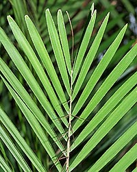 Bactris concinna - Monaco Nature Encyclopedia