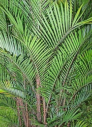 Arecaceae Archivi - Monaco Nature Encyclopedia