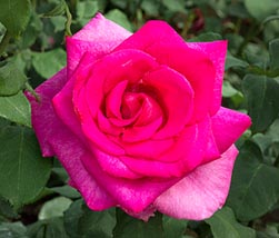 Rosa ‘Parole' - Monaco Nature Encyclopedia