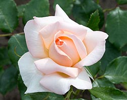 Rosa ‘Sweet Love' - Monaco Nature Encyclopedia