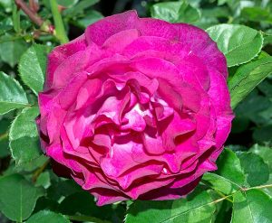 Rosa ‘Blue Eden’ - Monaco Nature Encyclopedia