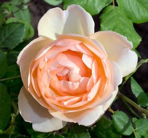 Rosa ‘Wollerton Old Hall’ - Monaco Nature Encyclopedia