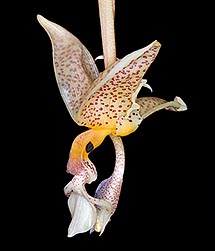 Stanhopea oculata - Monaco Nature Encyclopedia