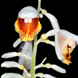 Biodiversità piante Archivi - Monaco Nature Encyclopedia