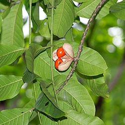 Aphanamixis polystachya - Monaco Nature Encyclopedia