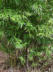 Bambusa multiplex - Monaco Nature Encyclopedia