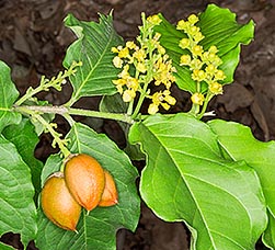 Bunchosia armeniaca - Monaco Nature Encyclopedia