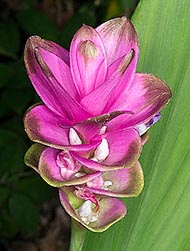 Zingiberaceae Archivi - Monaco Nature Encyclopedia