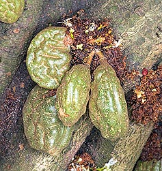 Cynometra cauliflora - Monaco Nature Encyclopedia
