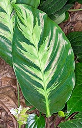 Marantaceae Archivi - Monaco Nature Encyclopedia