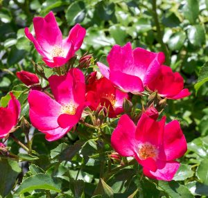 Rosa ‘Avalanche Rose’ - Monaco Nature Encyclopedia