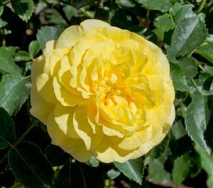 Rosa ‘Solero’ - Monaco Nature Encyclopedia