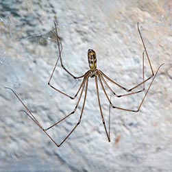 Pholcus phalangioides - Monaco Nature Encyclopedia