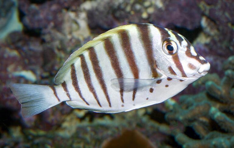 Acanthurus polyzona - Monaco Nature Encyclopedia