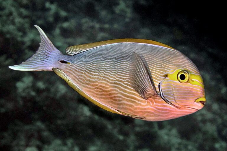 Acanthurus mata - Monaco Nature Encyclopedia