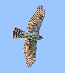 Accipiter nisus - Monaco Nature Encyclopedia