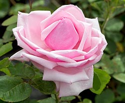 Rosa ‘La France’ - Monaco Nature Encyclopedia