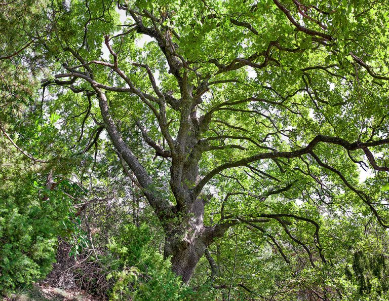 Fagaceae - Monaco Nature Encyclopedia