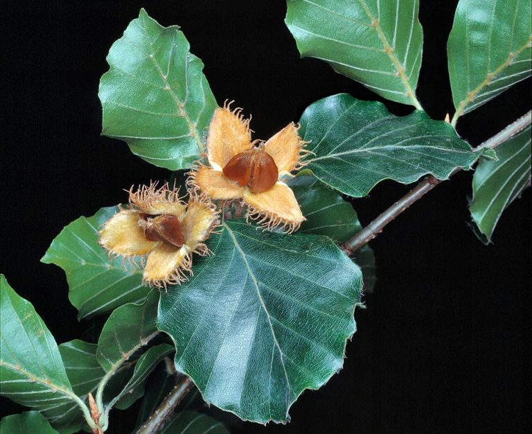 Fagaceae - Monaco Nature Encyclopedia