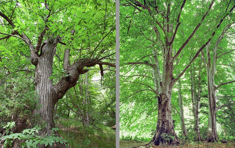 Fagaceae - Monaco Nature Encyclopedia