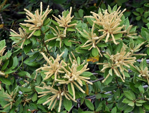 Fagaceae - Monaco Nature Encyclopedia