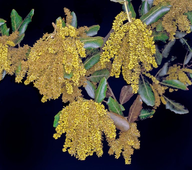 Fagaceae - Monaco Nature Encyclopedia