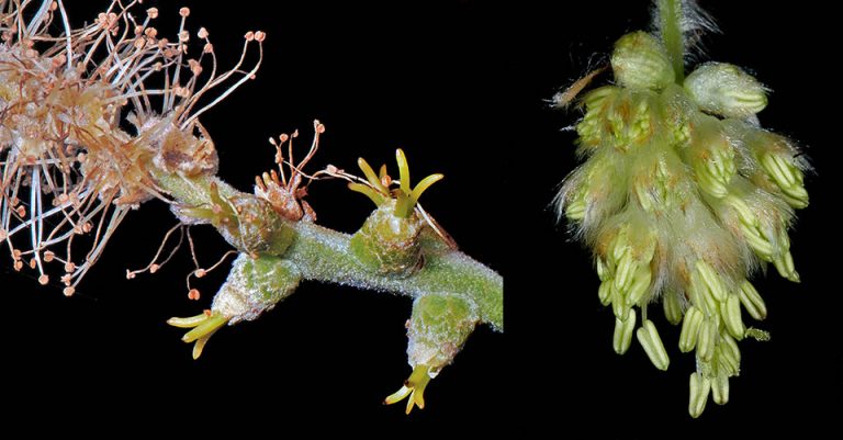 Fagaceae - Monaco Nature Encyclopedia