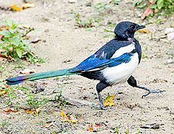 Pica pica - Monaco Nature Encyclopedia