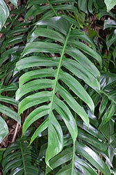 Epipremnum pinnatum - Monaco Nature Encyclopedia