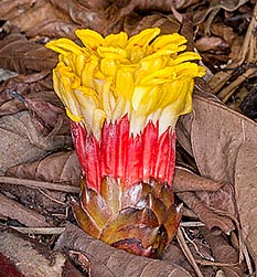 Etlingera fimbriobracteata - Monaco Nature Encyclopedia