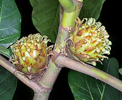 Ficus dammaropsis - Monaco Nature Encyclopedia