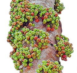 Ficus variegata - Monaco Nature Encyclopedia