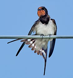 Hirundo rustica - Monaco Nature Encyclopedia