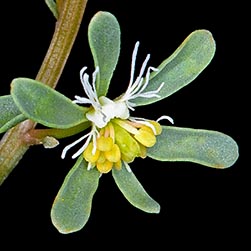 Reseda phyteuma - Monaco Nature Encyclopedia