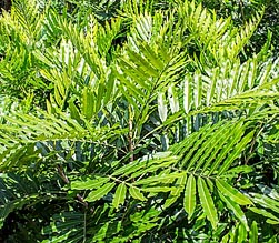 Filicium decipiens - Monaco Nature Encyclopedia