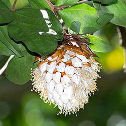 Maniltoa browneoides - Monaco Nature Encyclopedia