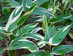 Marantaceae Archivi - Monaco Nature Encyclopedia