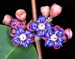 Memecylon caeruleum - Monaco Nature Encyclopedia