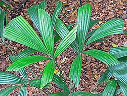 Licuala triphylla - Monaco Nature Encyclopedia