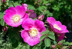 Rosa forrestiana - Monaco Nature Encyclopedia