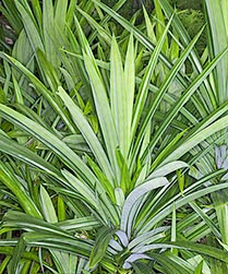 Pandanaceae Archivi - Monaco Nature Encyclopedia