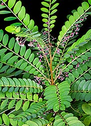 Phyllanthaceae Archivi - Monaco Nature Encyclopedia