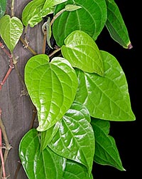 Piperaceae Archivi - Monaco Nature Encyclopedia