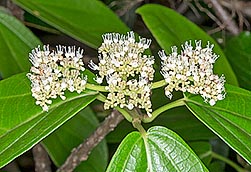 Premna Latifolia
