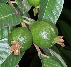 Psidium guajava - Monaco Nature Encyclopedia